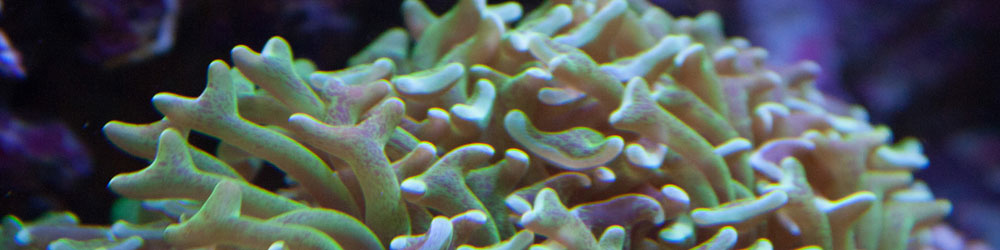 Aquarium Design | Garden Pond Build | Fish Tank Hire | Auckland