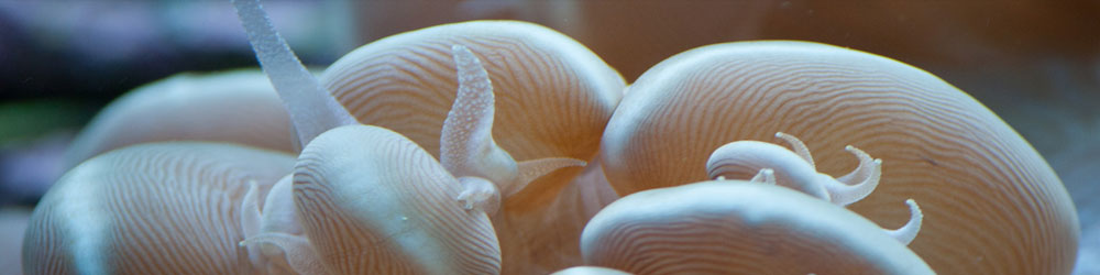 Aquarium Design | Garden Pond Build | Fish Tank Hire | Auckland