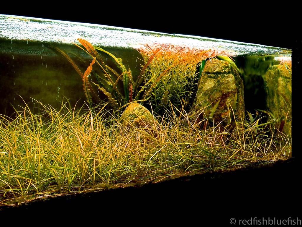 View Our Aquarium Design | Fish Tanks | Garden Ponds | Redfish Bluefish