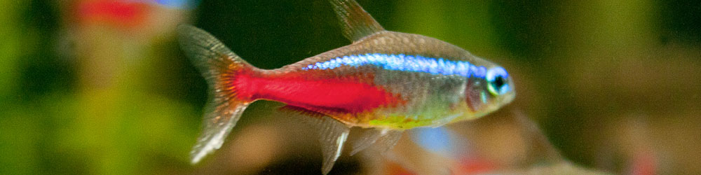 Aquarium Design | Garden Pond Build | Fish Tank Hire | Auckland