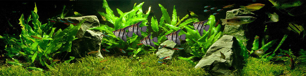 Aquarium Design | Garden Pond Build | Fish Tank Hire | Auckland