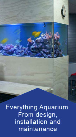Aquarium Design | Garden Pond Build | Fish Tank Hire | Auckland