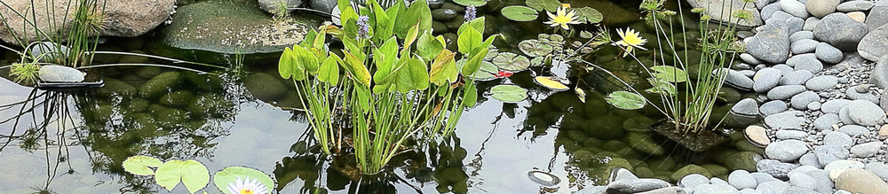 Aquarium Design | Garden Pond Build | Fish Tank Hire | Auckland